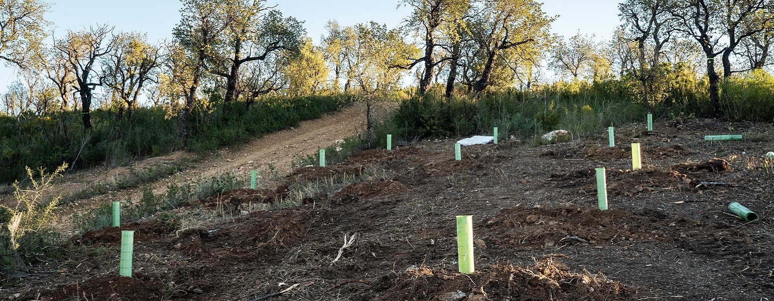 Diam Bouchage and KEDGE Wine School plant cork oak trees, obtain low ...